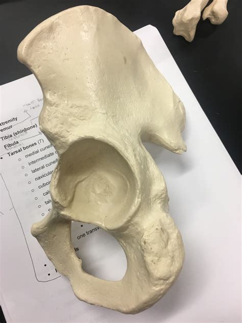 Appendicular Skeleton Lab Diagram Quizlet