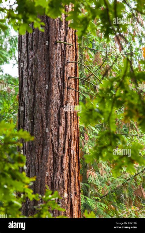 Sequoia Tree In Austria Stock Photo Alamy