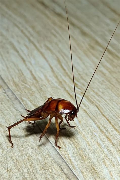 Cockroach Spiritual Meaning Insight State