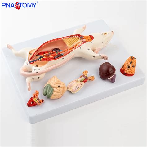 Pnt 0821 Rat Anatomy Model For Biology Lab Education And Oem Available