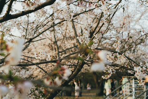 가족 친화적 인 개화 시즌 거리 사진 건물 경치 공공 공원 꽃이 만발한 나무 나무의 꽃 녹색 공간 대한민국