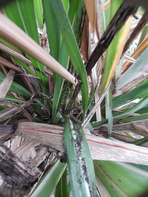 Sugarcane Smut1 Object Detection Model By Sumanth Sai