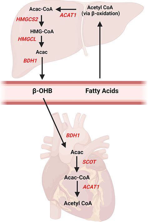 Ketone Body Synthesis