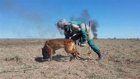 Explosive Detection Dogs