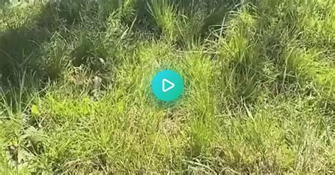 Owl Running Up To Photographer Album On Imgur