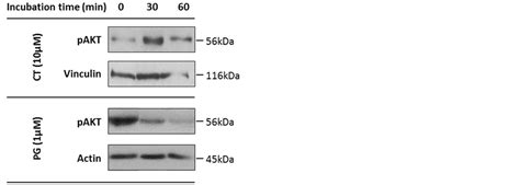 Phosphoprotein Phosphatase 1 Isoforms Alpha And Gamma Respond