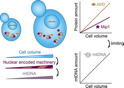Mitochondrial Dna Maintenance — Schmoller Lab