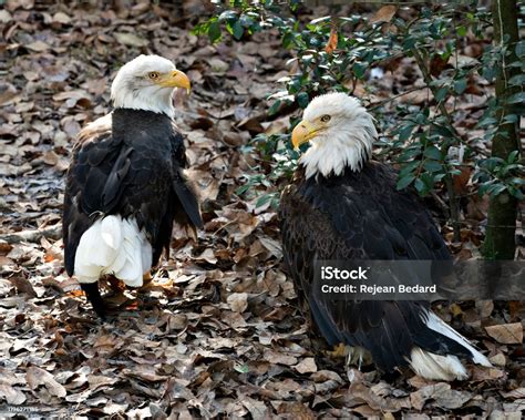 대머리 독수리 새 클로즈업 프로필 보기 갈색 깃털 깃털표시 흰색 머리 흰 꼬리 눈 부리 주변과 나뭇잎 배경 환경 0명에 대한 스톡 사진 및 기타 이미지 Istock