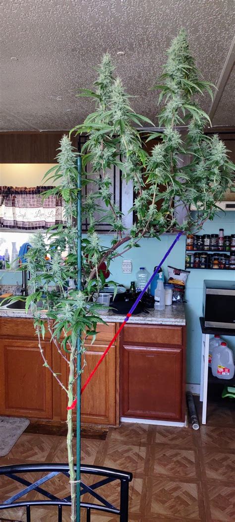 The Mutant Week 6 Flower Rgrowingweed