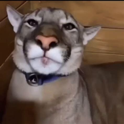 Cute Domesticated Cougar Big Smile 