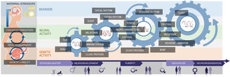 The Hidden Link Between Circadian Entropy And Mental Health Disorders