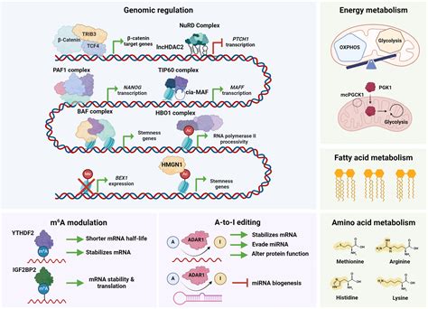 Hallmarks Of Cancer Stemness Cell Stem Cell