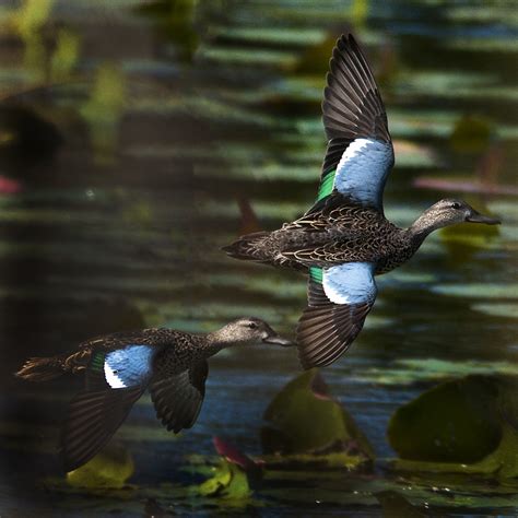 Space Coast Wildlife Blue Winged Teal