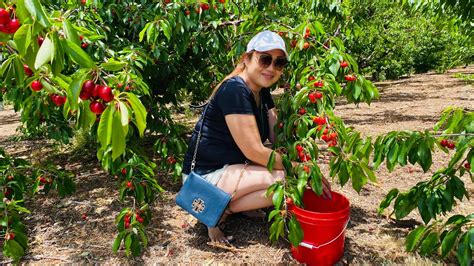 🍒cherry Picking 1st Day At Villa Del Sol Sweet Cherry Farms Leona