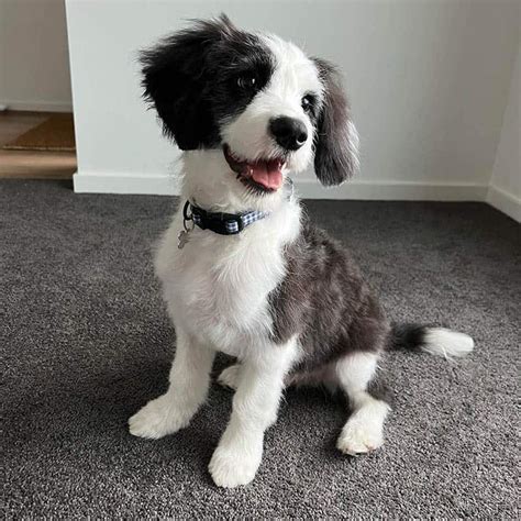 Puddel Collie Blanding