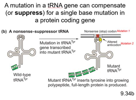 Mrna Translation Termination Initiation Flashcards Quizlet