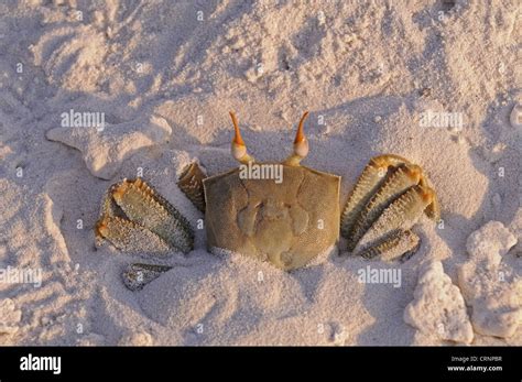 Ghost Crab Burrow