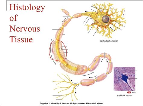 Histology Of Nervous Tissue Diagram Quizlet Histology Of Nervous Tissue Diagram Quizlet