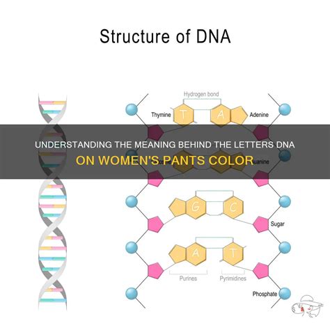 Understanding The Meaning Behind The Letters Dna On Women S Pants Color ShunVogue