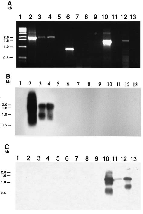 A Amplification Of Indigenous Plasmid Replication Sequences From Dna Download Scientific