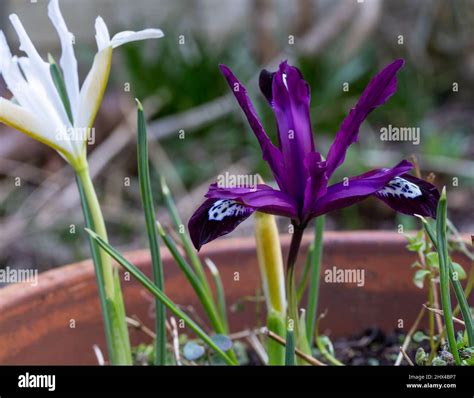 Two Varieties Of Iris Reticulata Iris Reticulata Pauline Is Purple With White Markings Iris