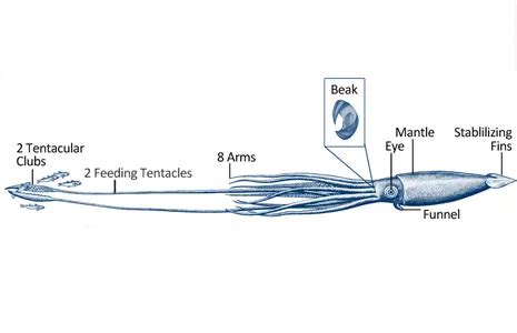 Giant Squid Anatomy Smithsonian Ocean