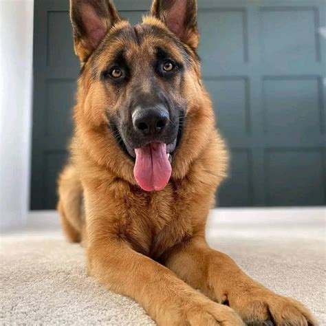 James German Shepherd For Adoption And Rehoming Facebook