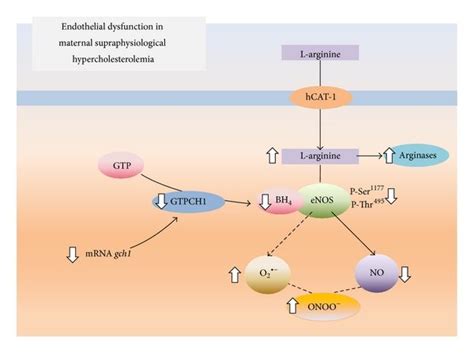 Effect Of Maternal Supraphysiological Hypercholesterolemia On The Download Scientific Diagram