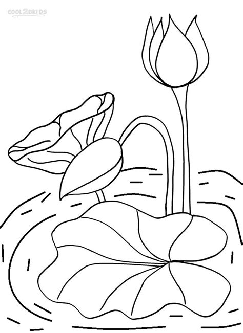 Lily Pad Flower Drawing At Explore Collection Of