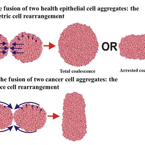 The Fusion Of Two Cell Aggregates For A Healthy Epithelial Cells And