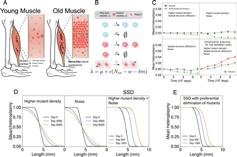 Stochastic Survival Of The Densest And Mitochondrial Dna Clonal Expansion In Aging Pnas