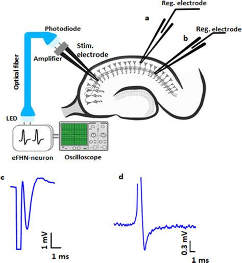 Optoelectronic Interface For Stimulating Neural Networks In The Brain