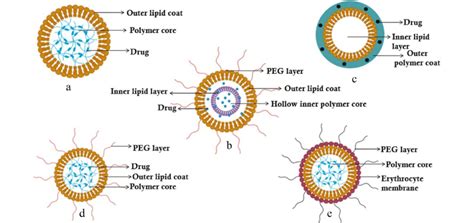 Structure Of A Polymer Core Lipid Shell Plhns B Core Shell Type Hollow