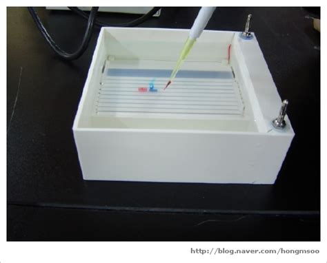 Dna 전기 영동 실험 네이버 블로그