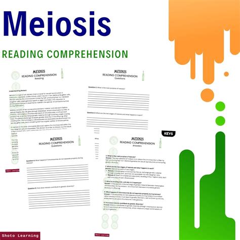 Meiosis Process Poster Visual Cell Division Guide Pdf Download