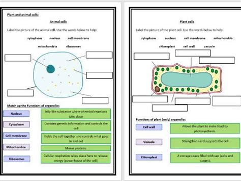 Edexcel Gcse Biology Revision Booklets Key Concepts Teaching Resources