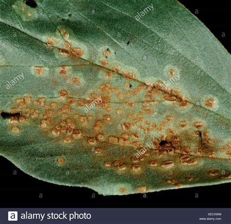 Faba Bean Disease Stock Photos Faba Bean Disease Stock Images Alamy