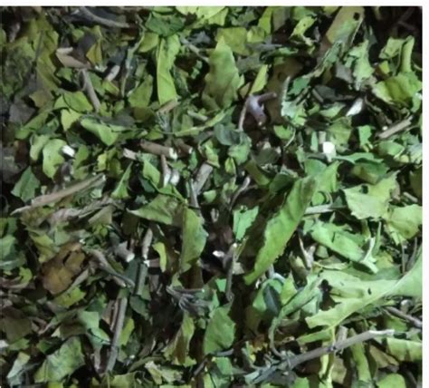 Green Organic Vasaka Leaves Packaging Type Loose At ₹ 25 Kg In Jaipur
