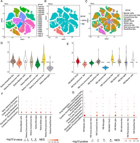 ScRNA Seq Analysis Reveals Distinct Metabolic Landscape In RB And Download Scientific Diagram