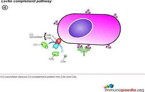 Lectin Complement Pathway Figure 4 Immunopaedia