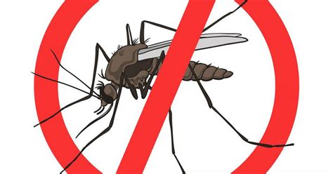 Dncc Drive Finds Aedes Larvae In 94 Houses Fines 29l