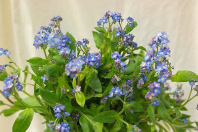 わすれなぐさ（勿忘草） 【 切り花 図鑑 】写真と名前別、季節別、月別、色別、種類別で探せる切り花専門の花図鑑