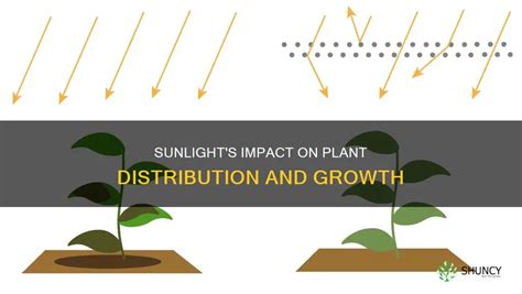 Sunlights Impact On Plant Distribution And Growth Shuncy