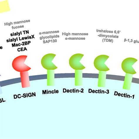 Clrs And Their Ligands On Tumor Cells Clrs Recognize Carbohydrate