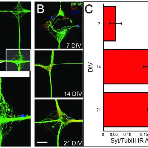 Close Ups Of Patterned Neuronal Networks And Assessment Of Synaptic Download Scientific Diagram