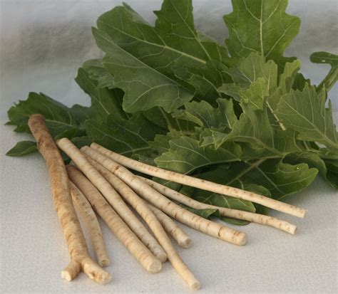 Катран (много фото) - treepics.ru