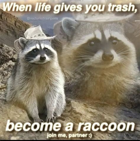 Nocturnal Trash Posts Raccoon Memes Instagram Artofit
