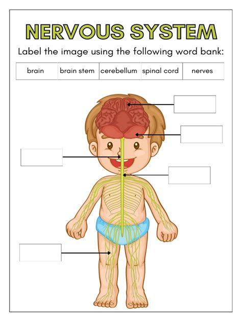 Human Nervous System Anatomy Worksheet Pdf Pdf