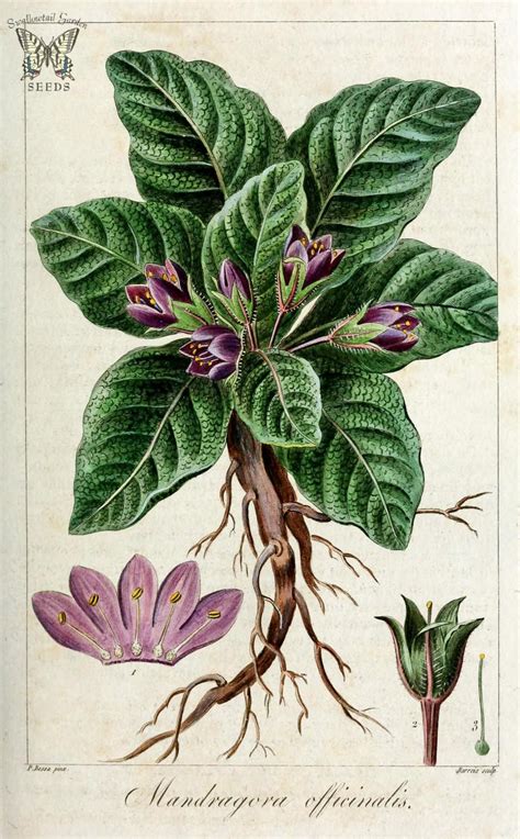 The History And Uses Of The Magical Mandrake According To Modern Witches