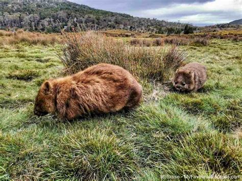 How And Where To See Wombats In Tasmania